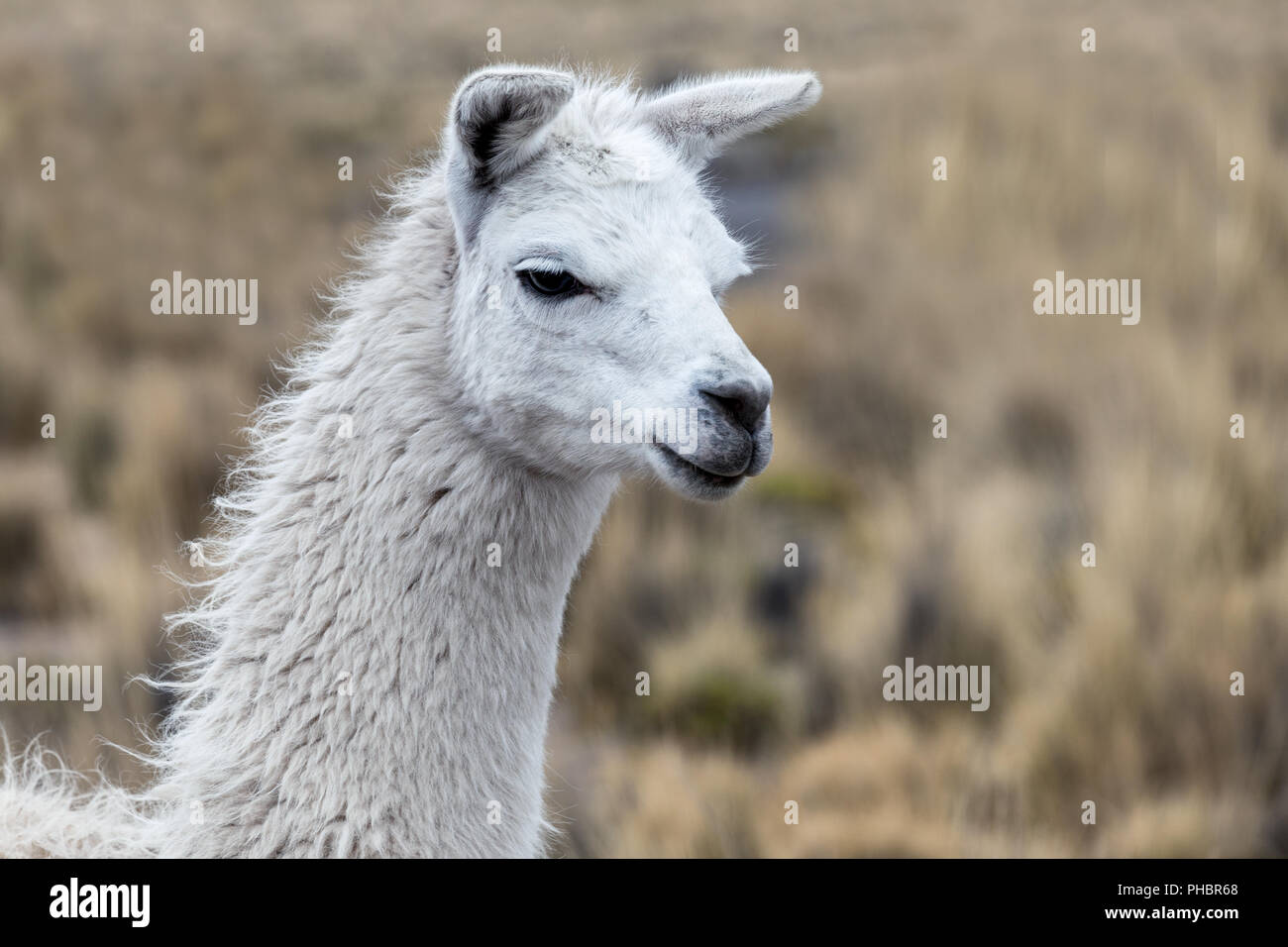 portrait of white lama Stock Photo - Alamy