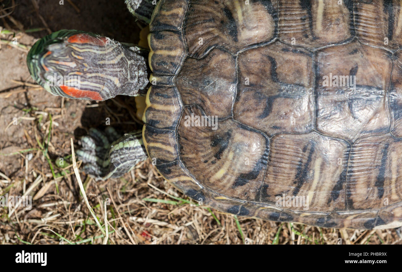 dirty and with injuries red-bellied turtle, top view closeup Stock ...