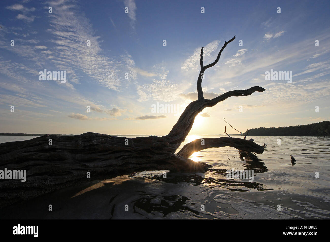 Snags in water hi-res stock photography and images - Alamy