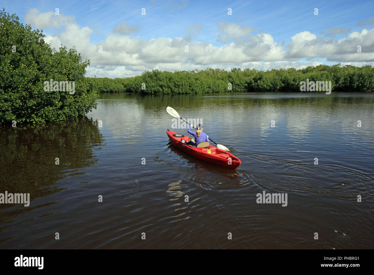 Woman kayaking on West Lake in Everglades National Park, Florida Stock ...