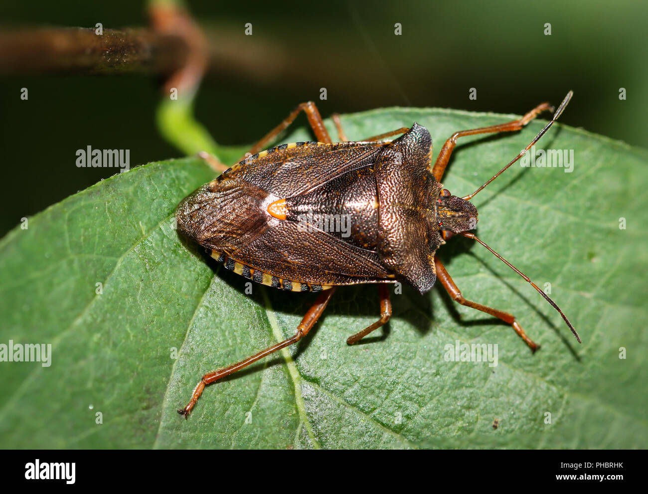 Bug on a leaf hi-res stock photography and images - Alamy