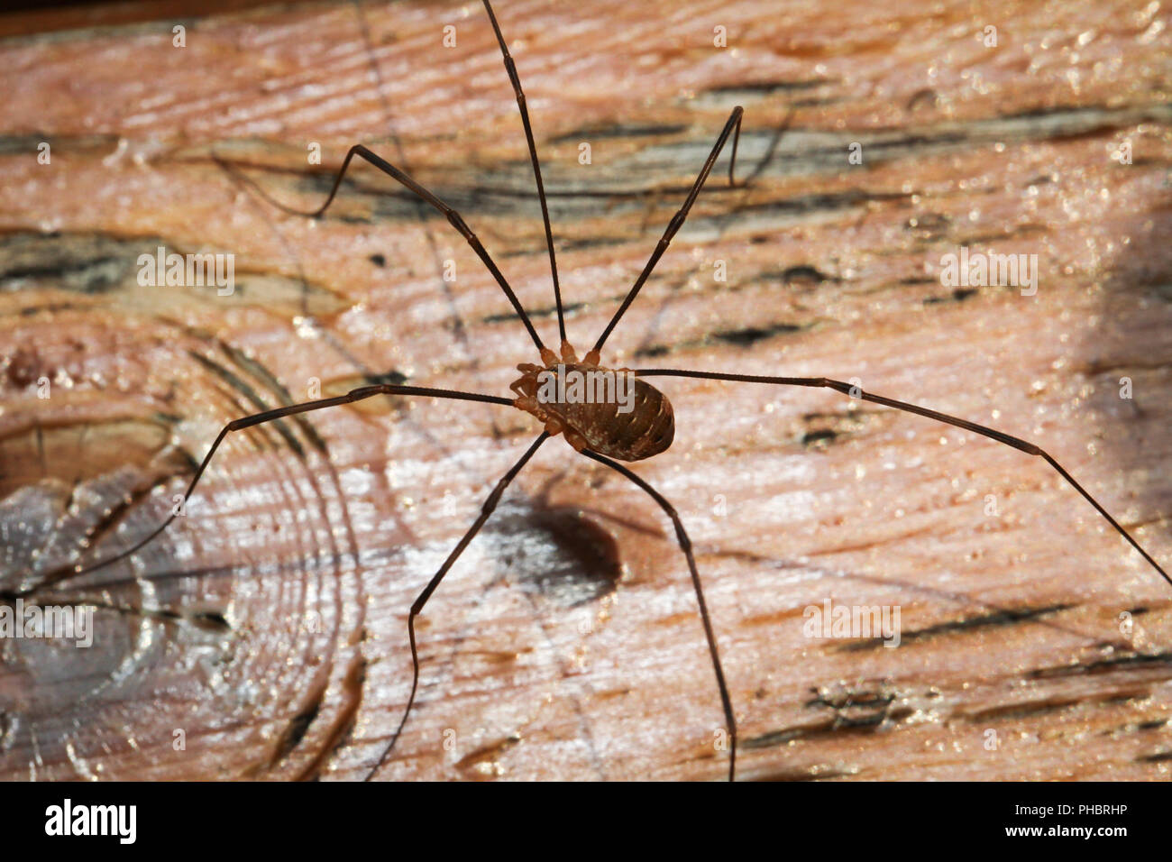 Harvestman spider hi-res stock photography and images - Alamy
