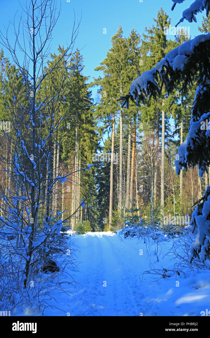 Picturesque snowy forest hi-res stock photography and images - Alamy