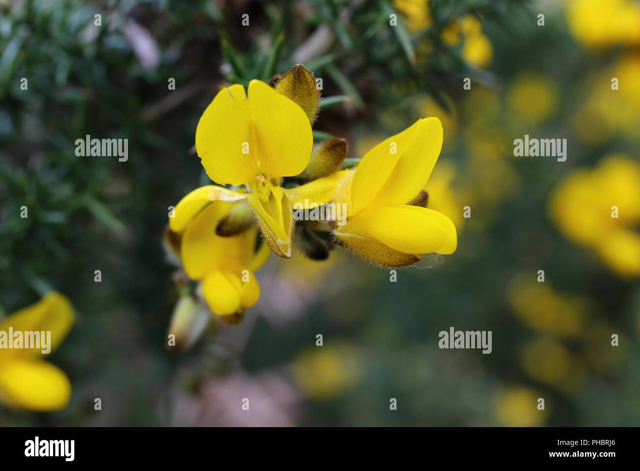 Common gorse (Ulex europaeus Stock Photo - Alamy