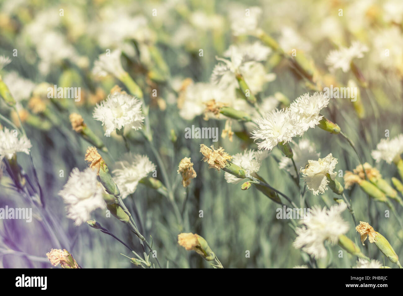 Field of white blooming cloves Stock Photo - Alamy