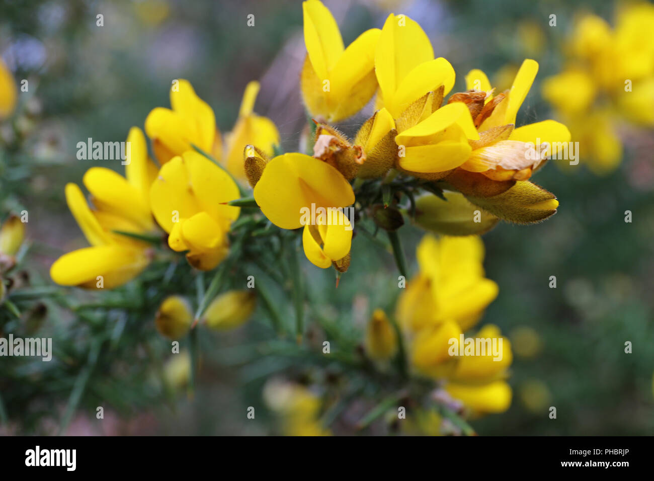 Common gorse (Ulex europaeus Stock Photo - Alamy
