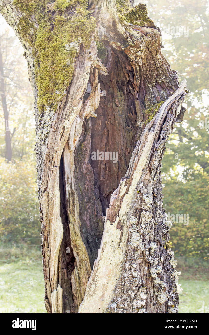 Old dying tree hi-res stock photography and images - Alamy