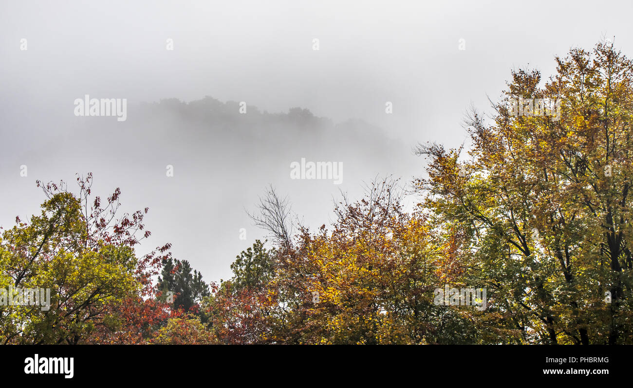 Clouds fog in forest hi-res stock photography and images - Alamy