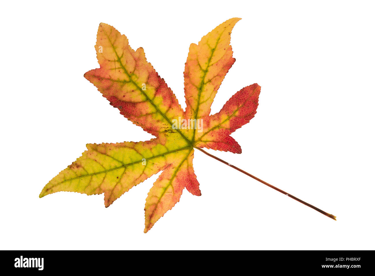 Leaf of an Amber tree Stock Photo - Alamy