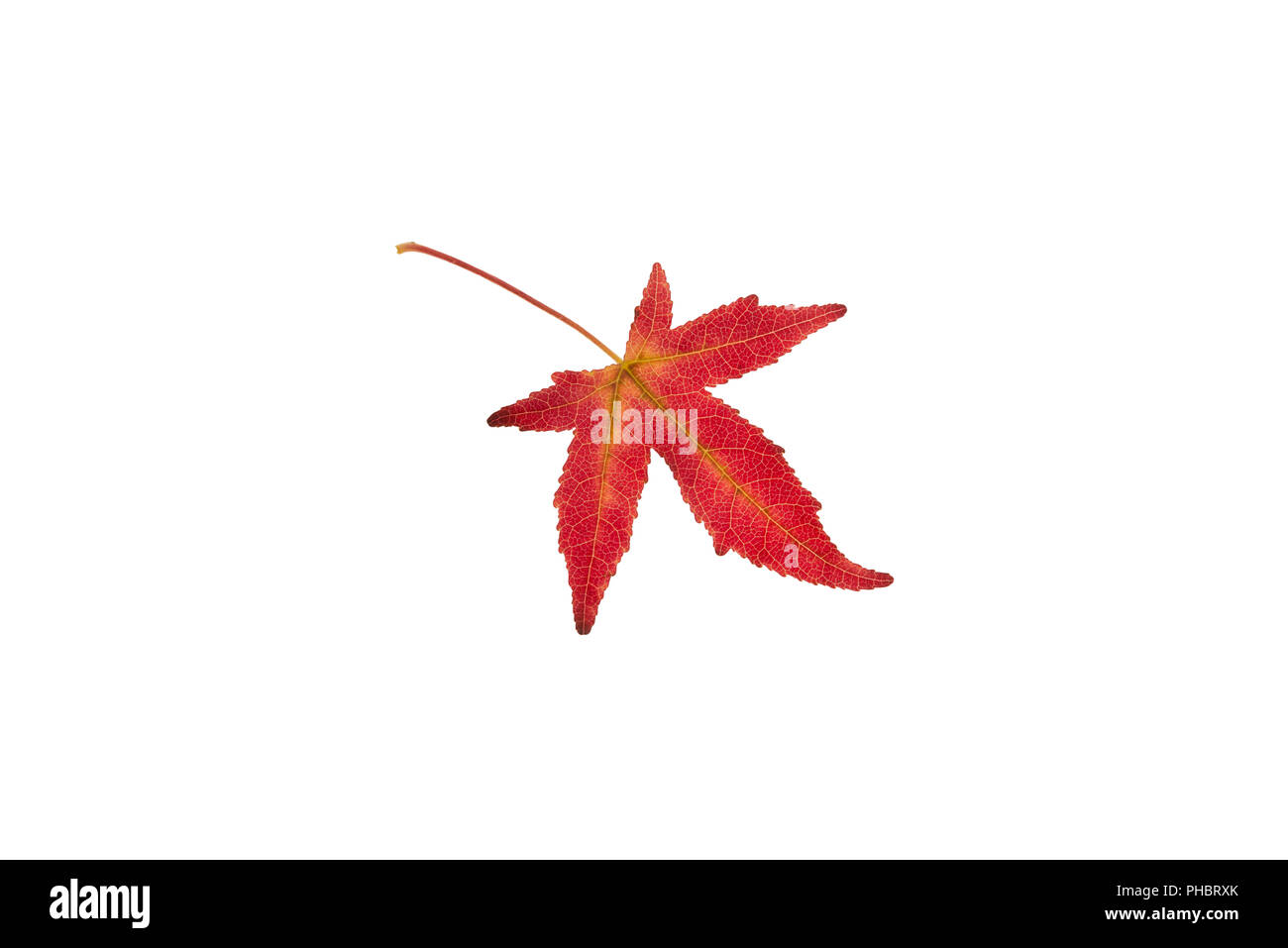 Amber leaf hi-res stock photography and images - Alamy