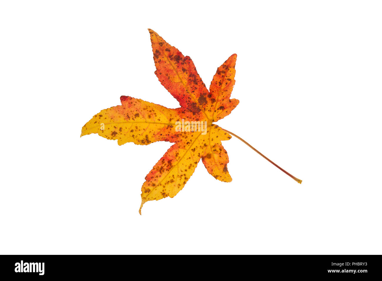 Leaf of an Amber tree Stock Photo - Alamy