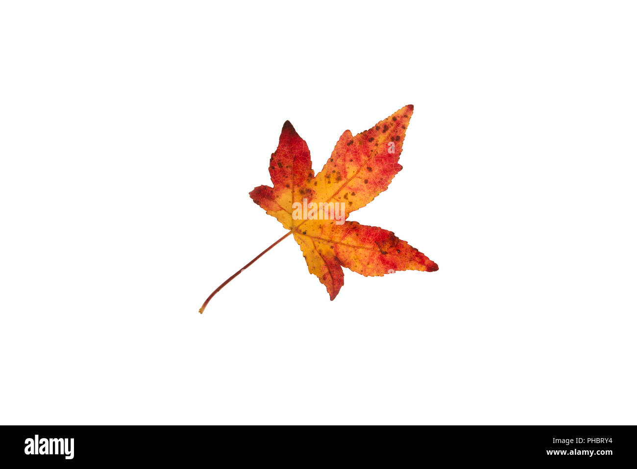Amber leaf hi-res stock photography and images - Alamy