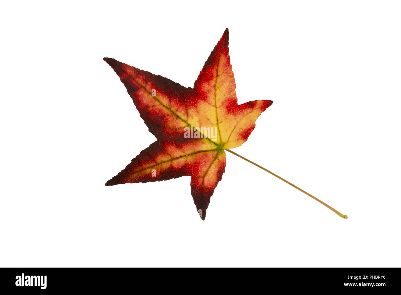 Amber leaf hi-res stock photography and images - Alamy
