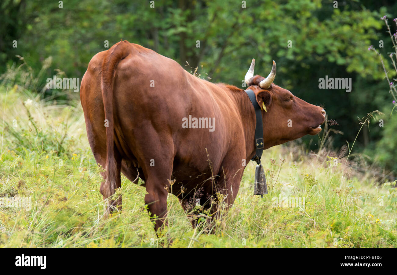 German Red (Highland type) cow Stock Photo - Alamy