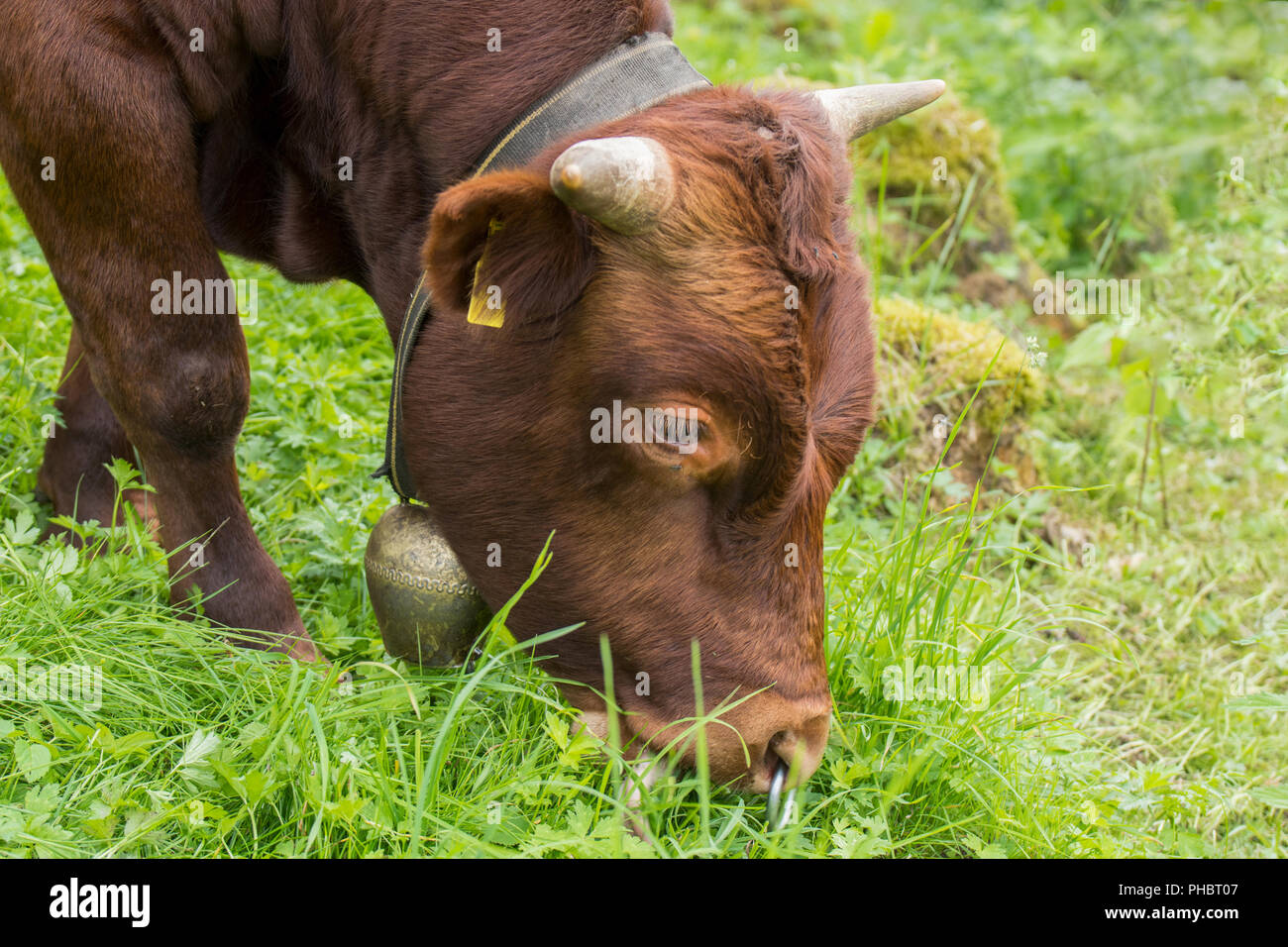 Bull type hi-res stock photography and images - Alamy