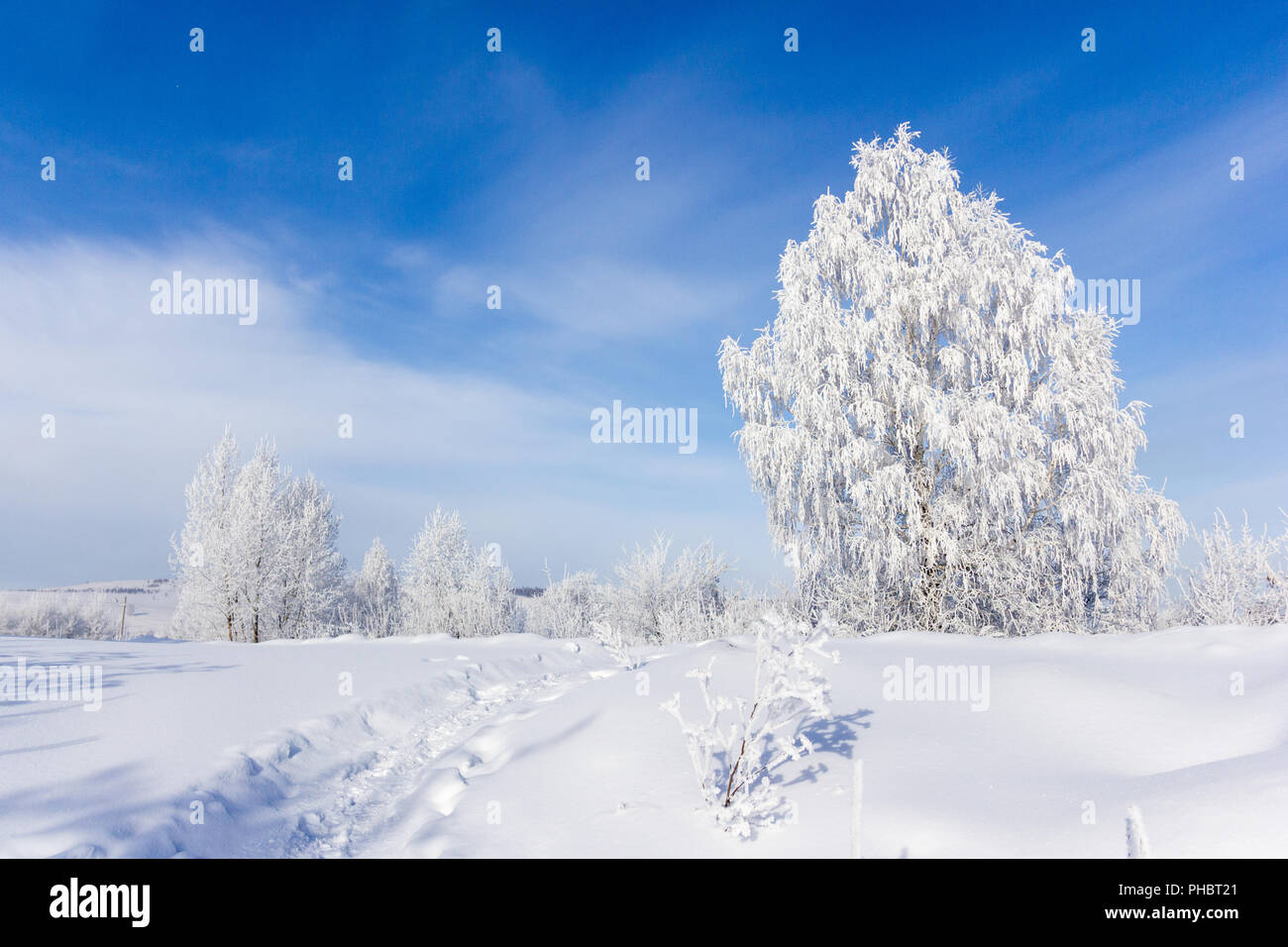 Cold trees hi-res stock photography and images - Alamy