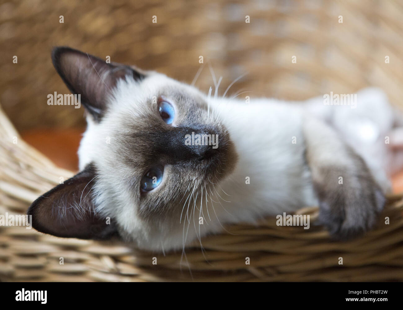 Black oriental siamese cat hi-res stock photography and images - Alamy