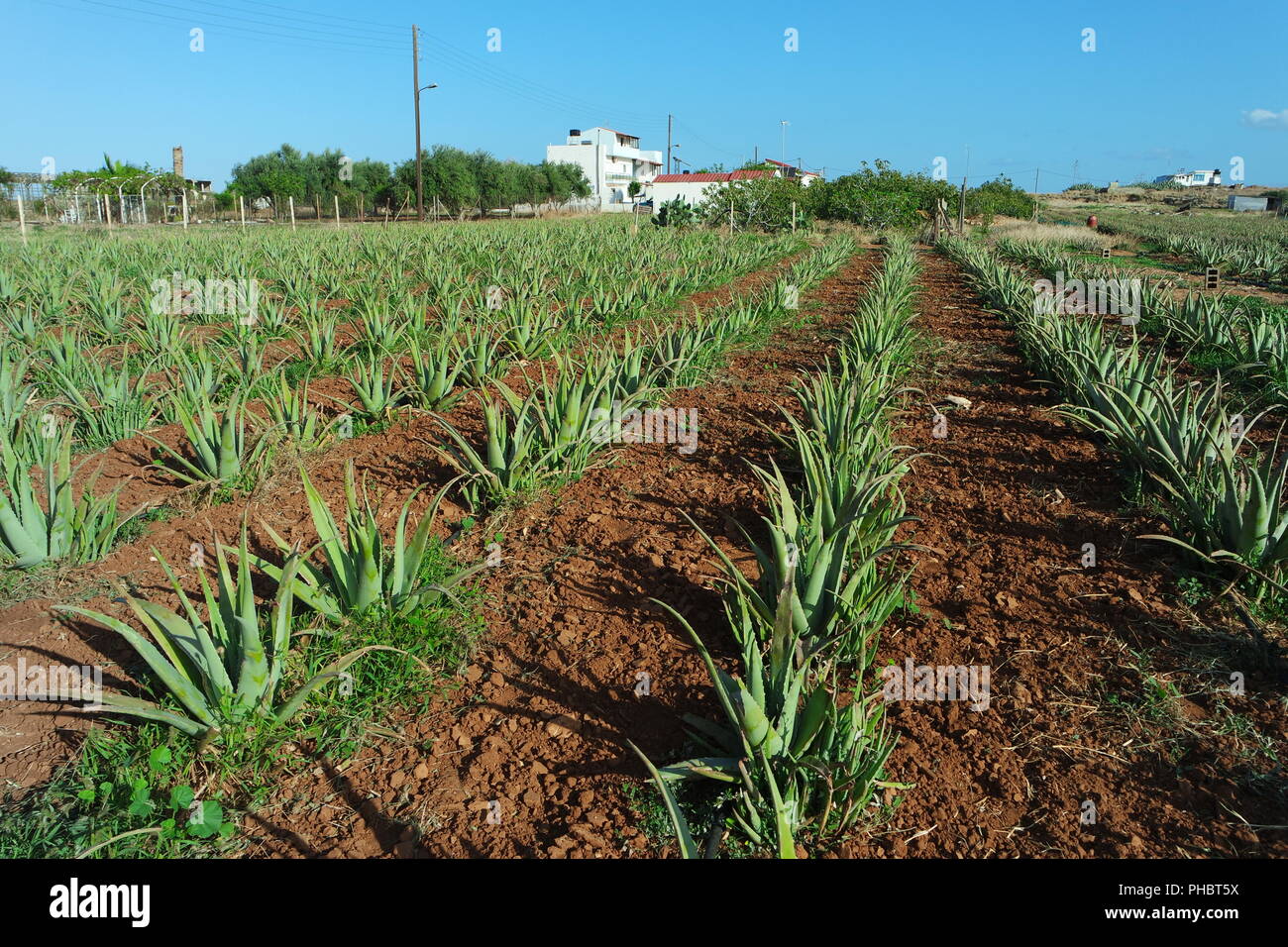 Aloe vera field on Crete Stock Photo - Alamy