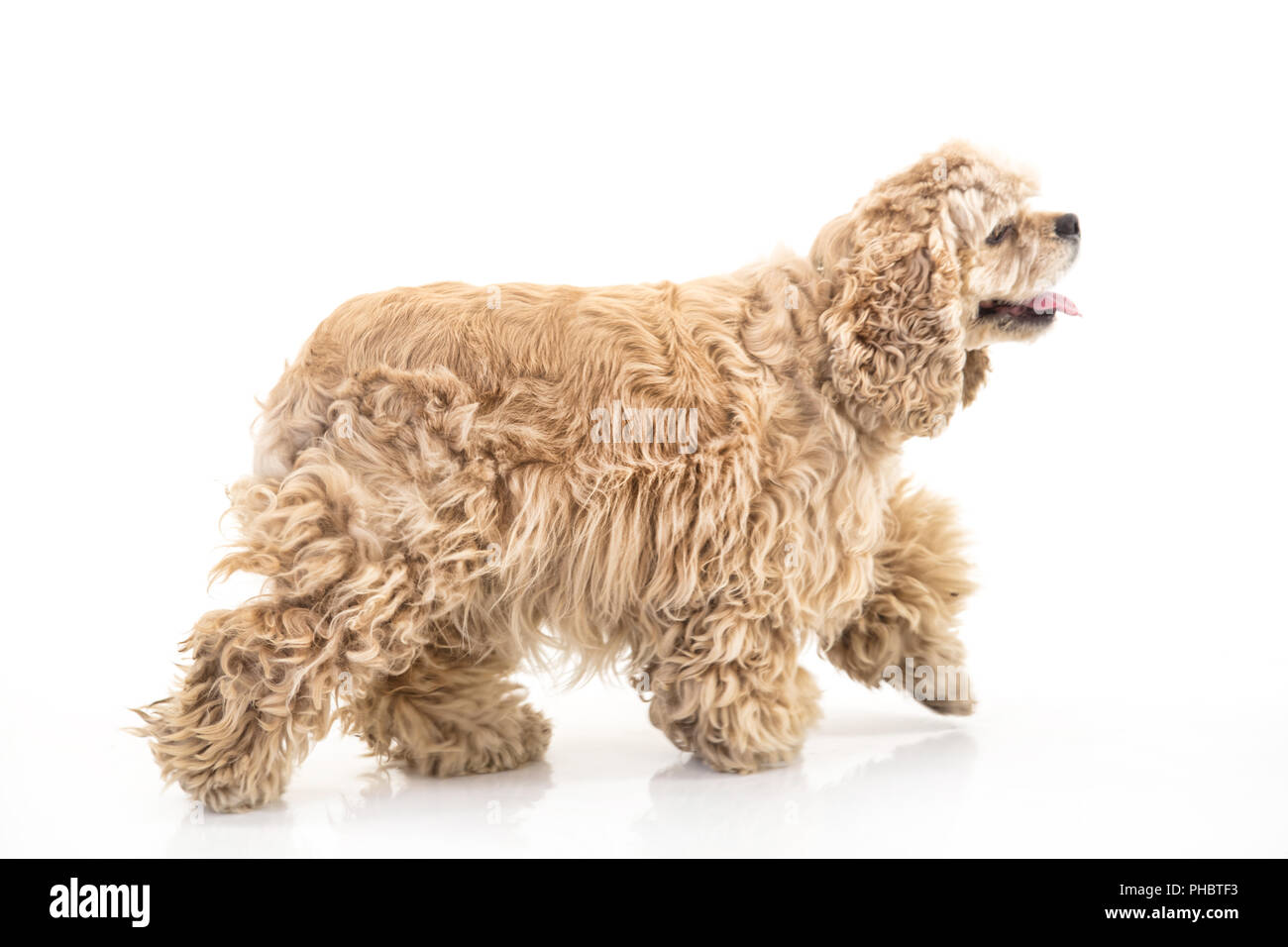 American Cocker Spaniels High Resolution Stock Photography and Images ...