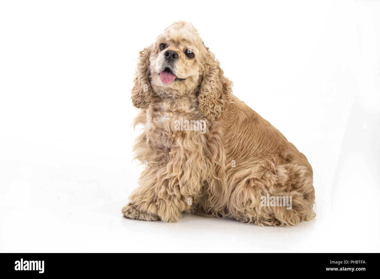 Sad looking cocker spaniel hi-res stock photography and images - Alamy