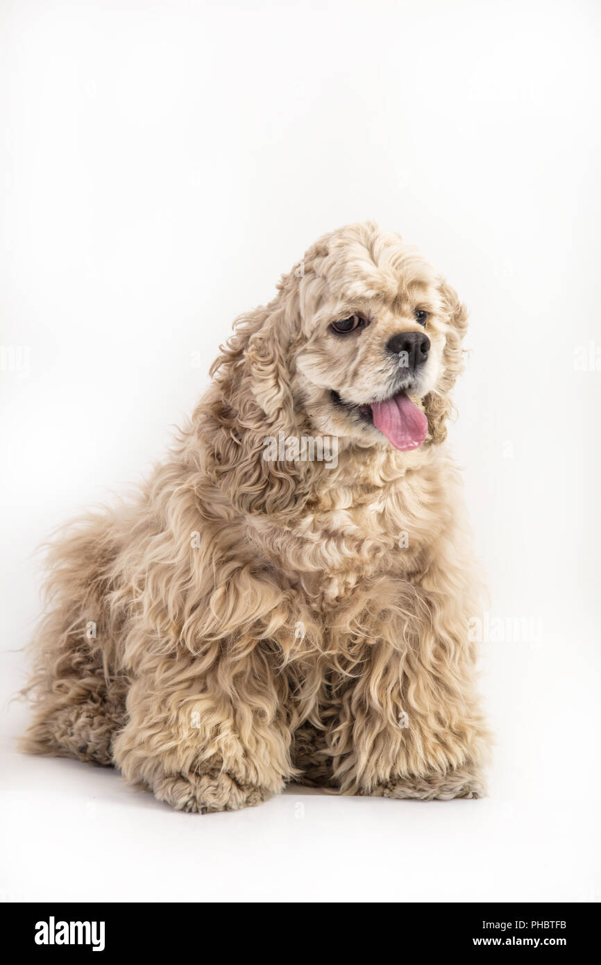 Cani cocker spaniel hi-res stock photography and images - Alamy
