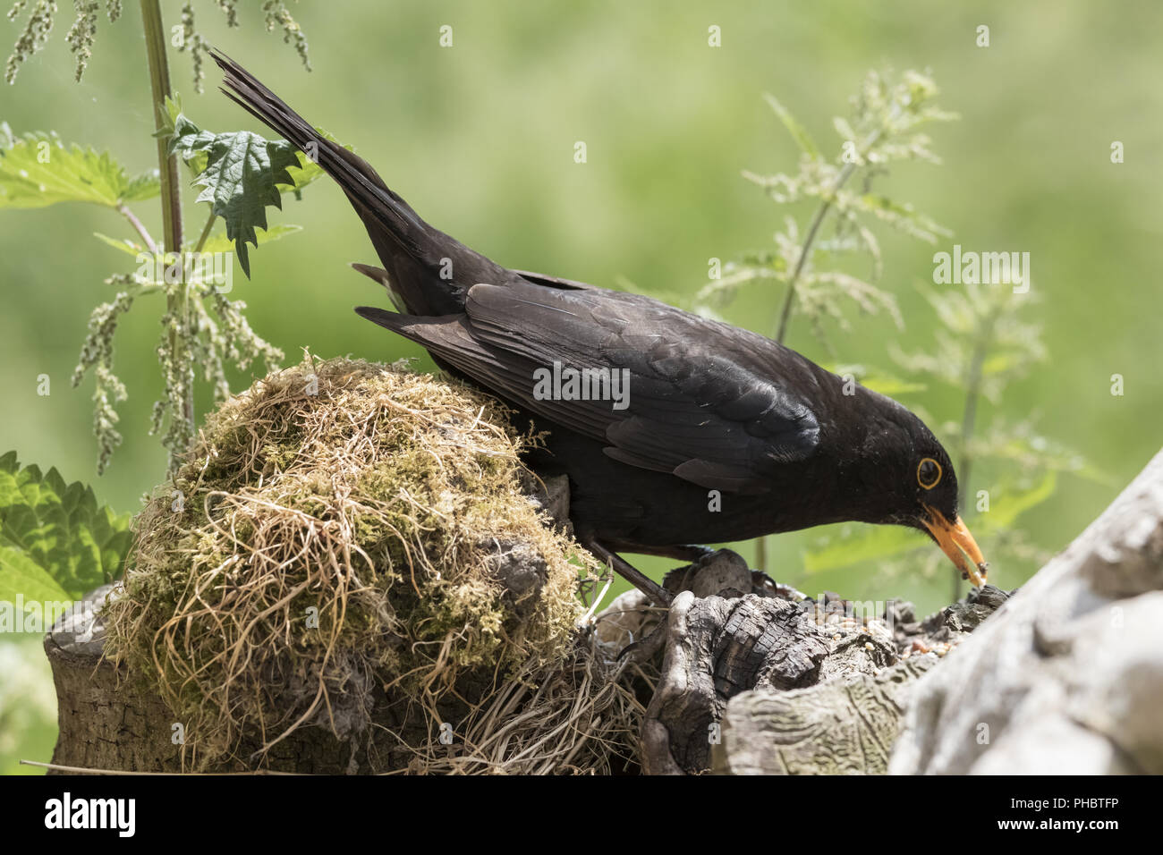 Blackbird chirping hi-res stock photography and images - Alamy