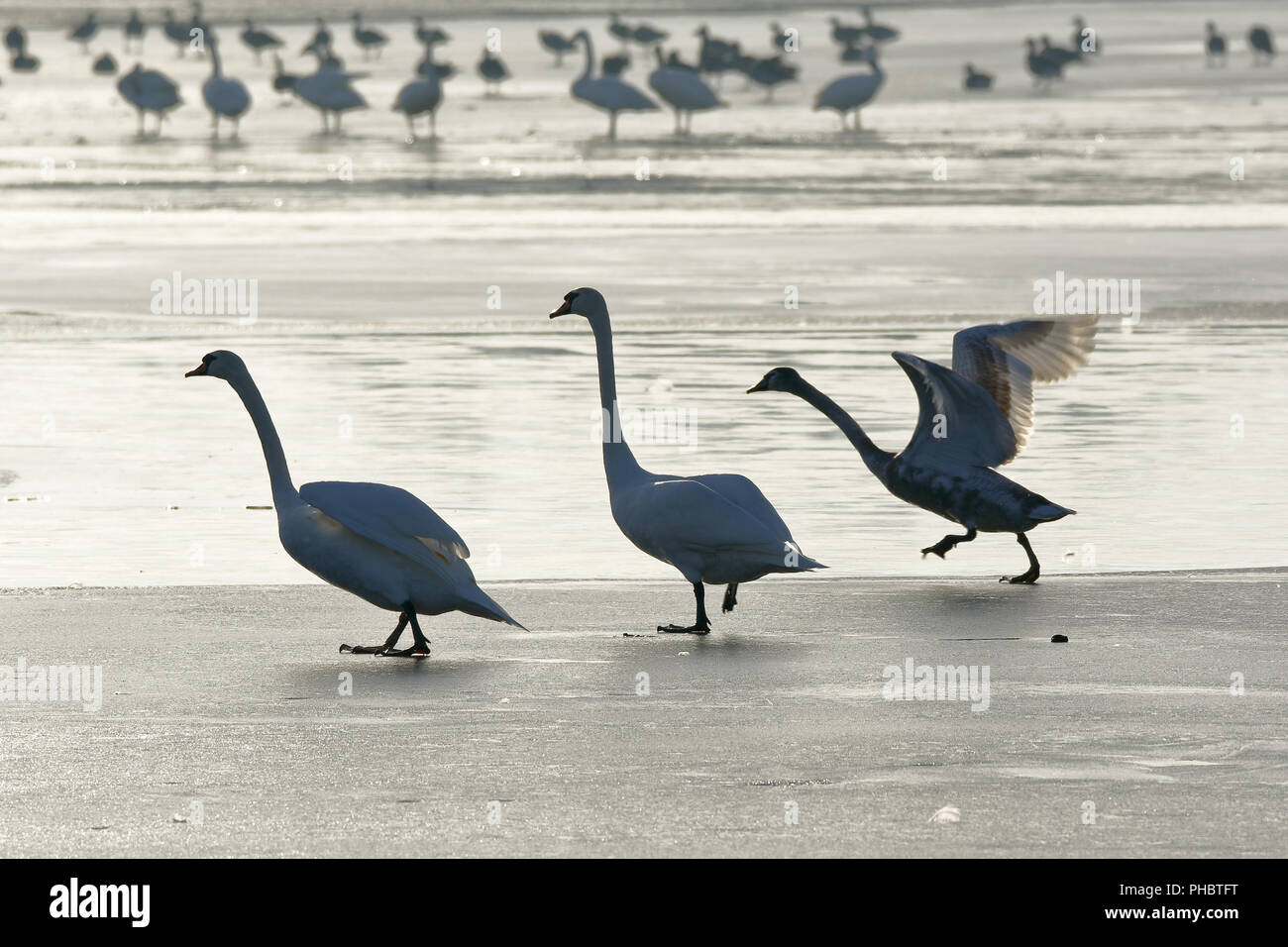 Wing in backlight hi-res stock photography and images - Alamy