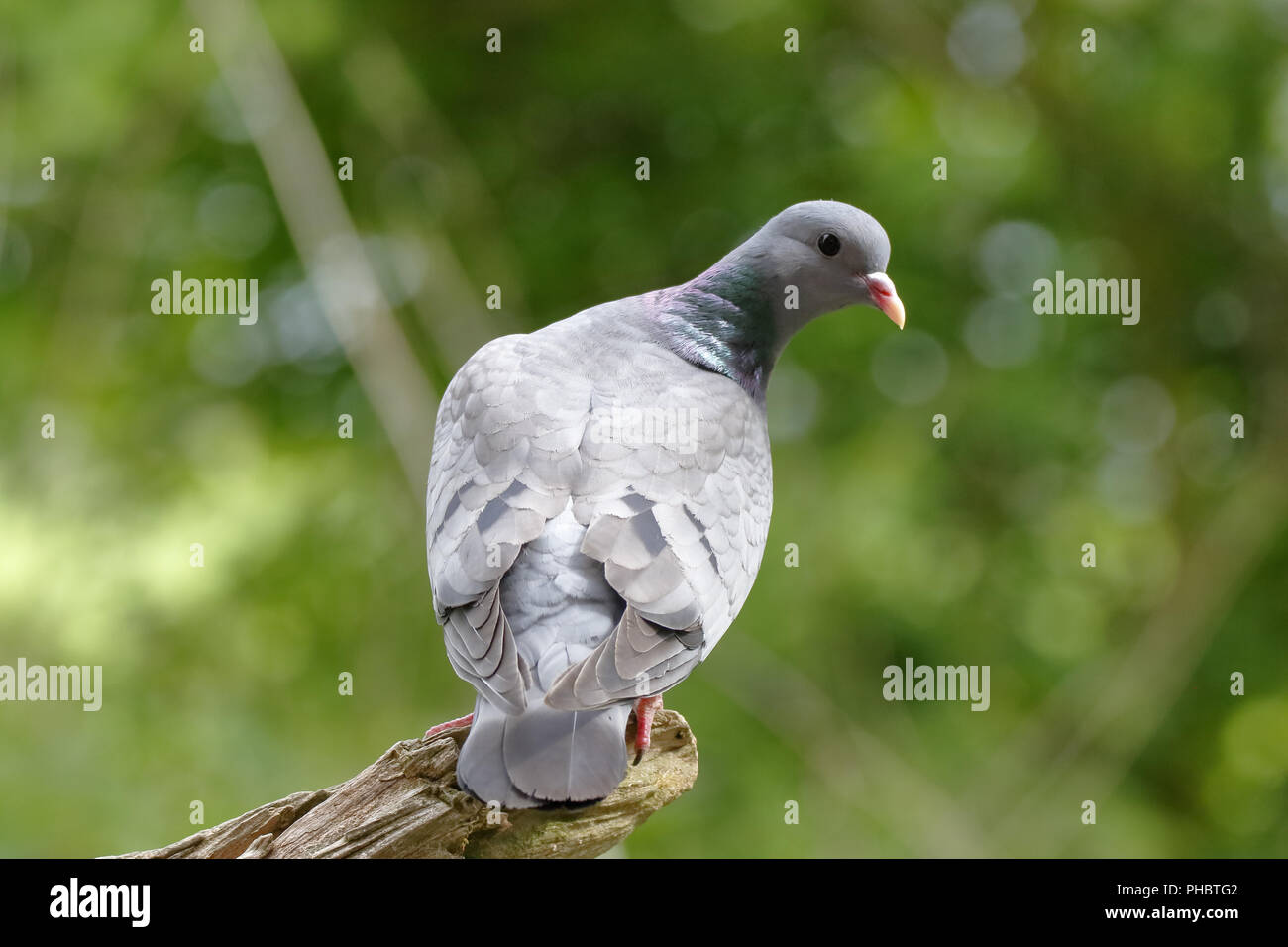 Ring neck dove hi-res stock photography and images - Alamy
