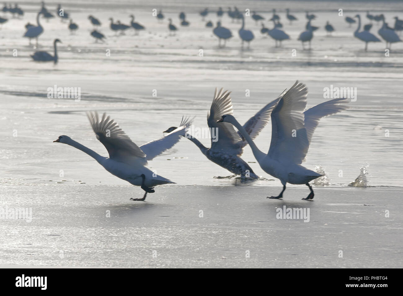 Wing in backlight hi-res stock photography and images - Alamy