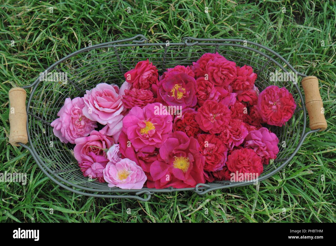Rose de Resht and Apothecary Rose blossoms in a basket Stock Photo - Alamy