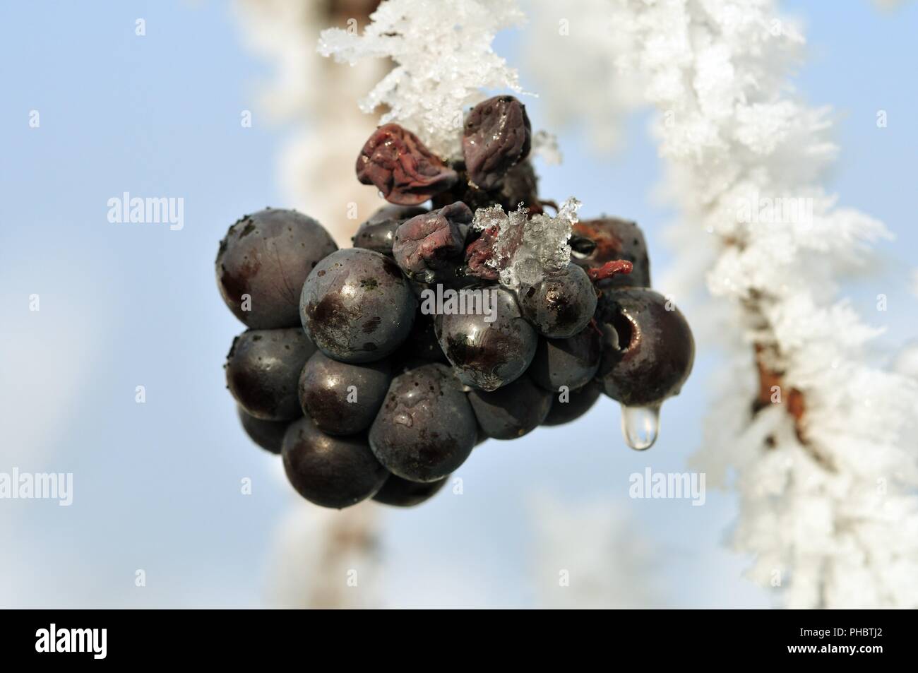 Produced frost hi-res stock photography and images - Alamy