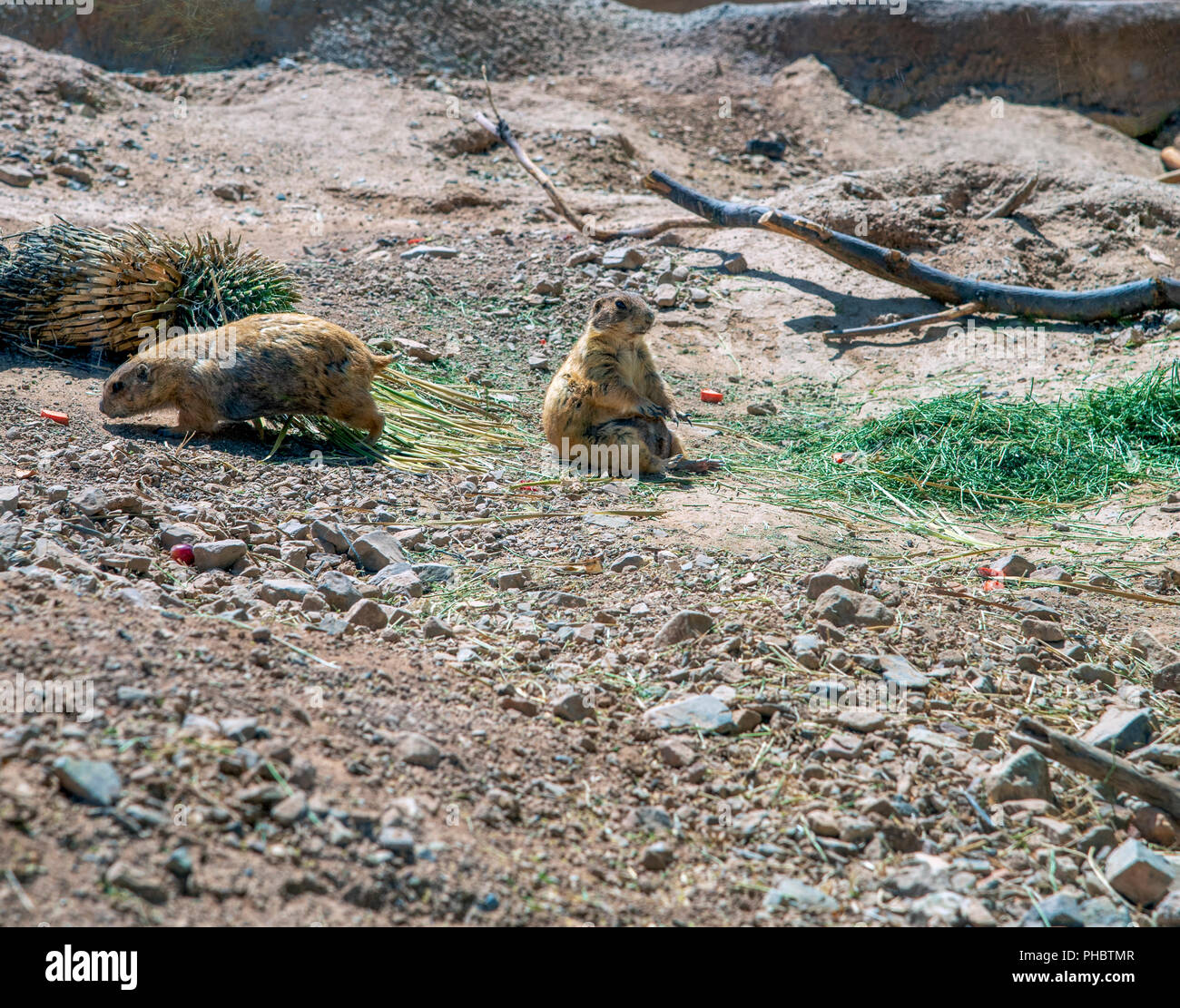 Two Perry dogs on ground with green grass, one sitting the other w ...