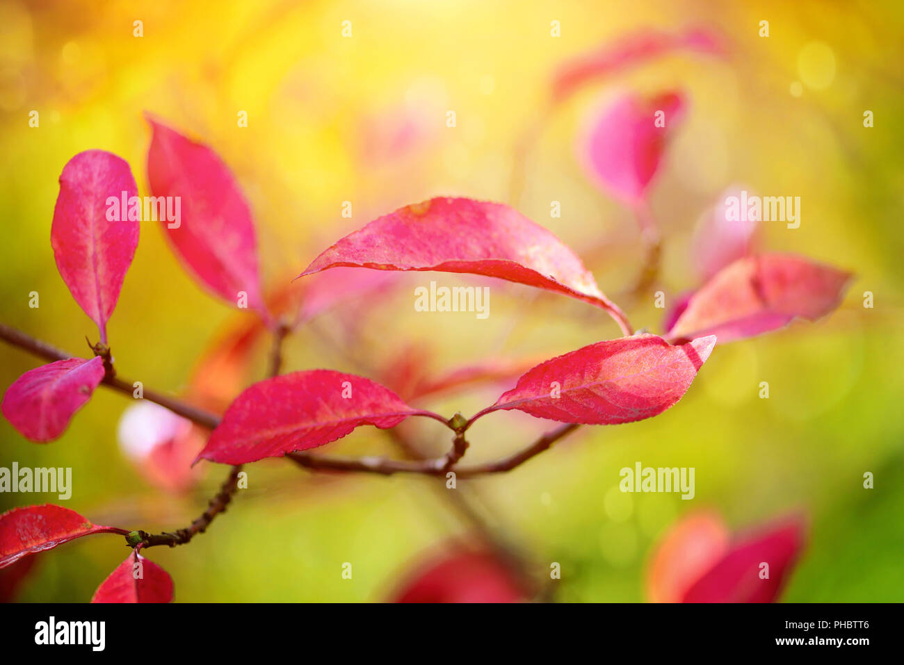 Beautiful autumn background is with the sprig of spindle tree (Euonymus ...