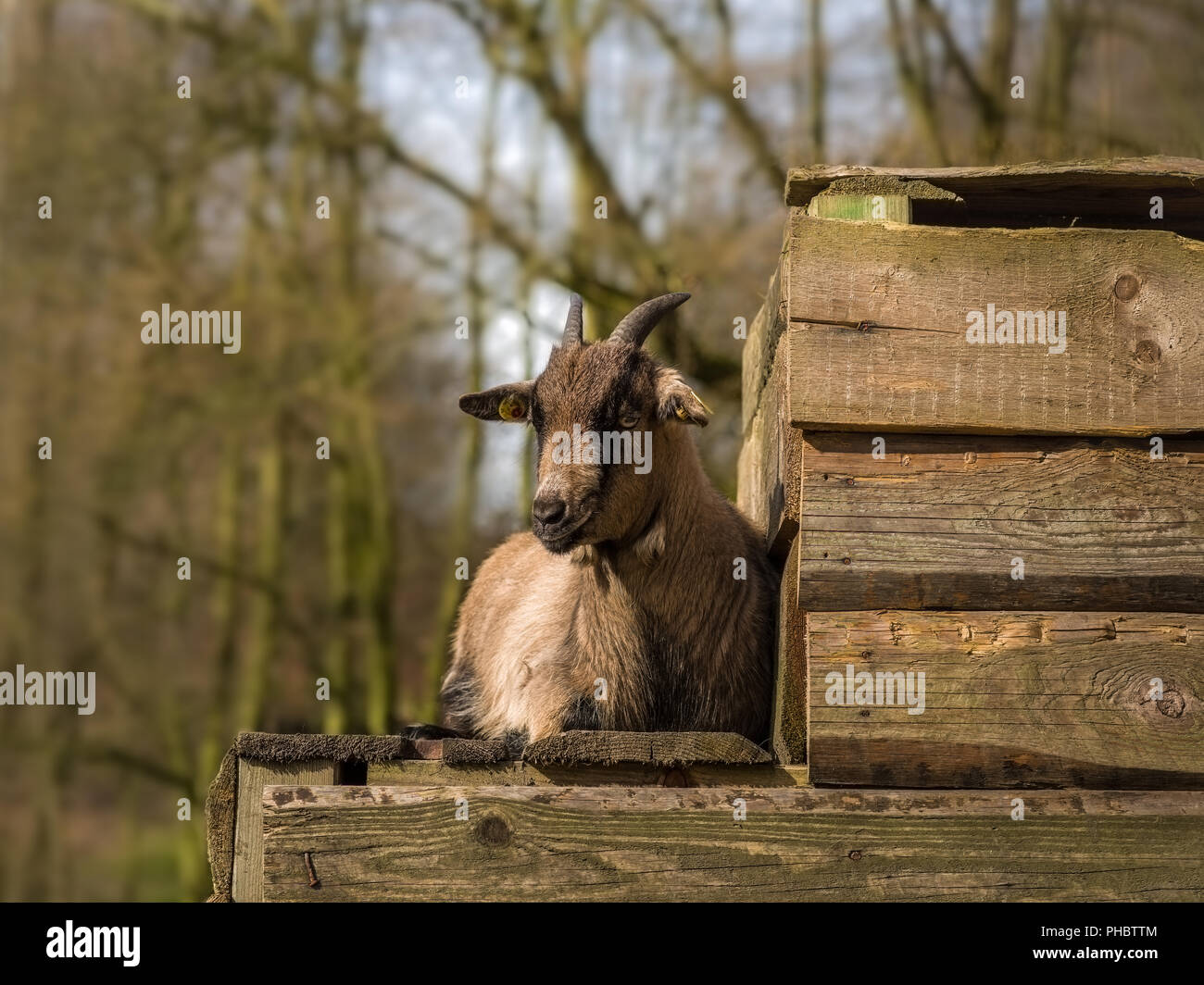 Sitting goat hi-res stock photography and images - Alamy