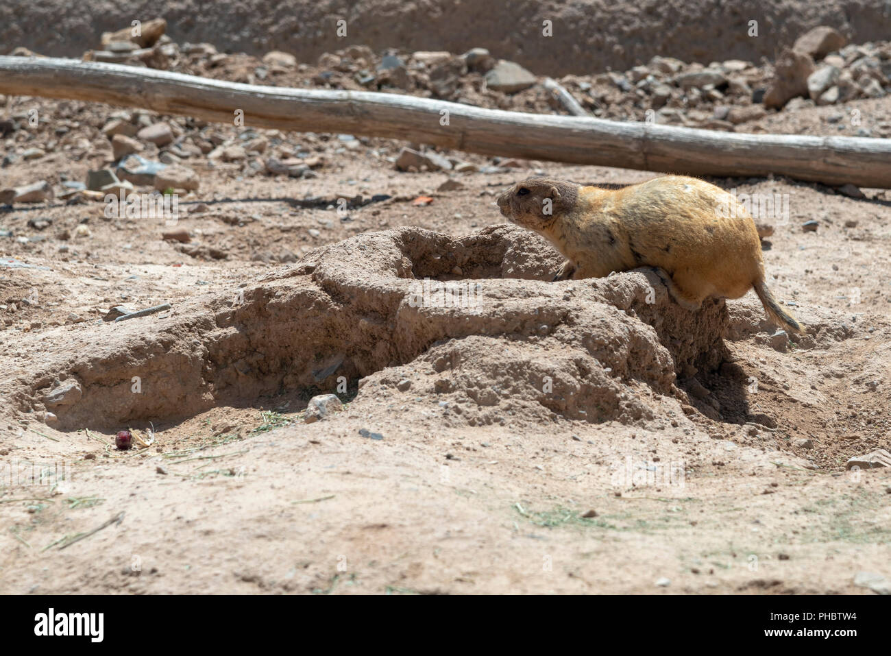 Perry dog entering hole in ground Stock Photo - Alamy