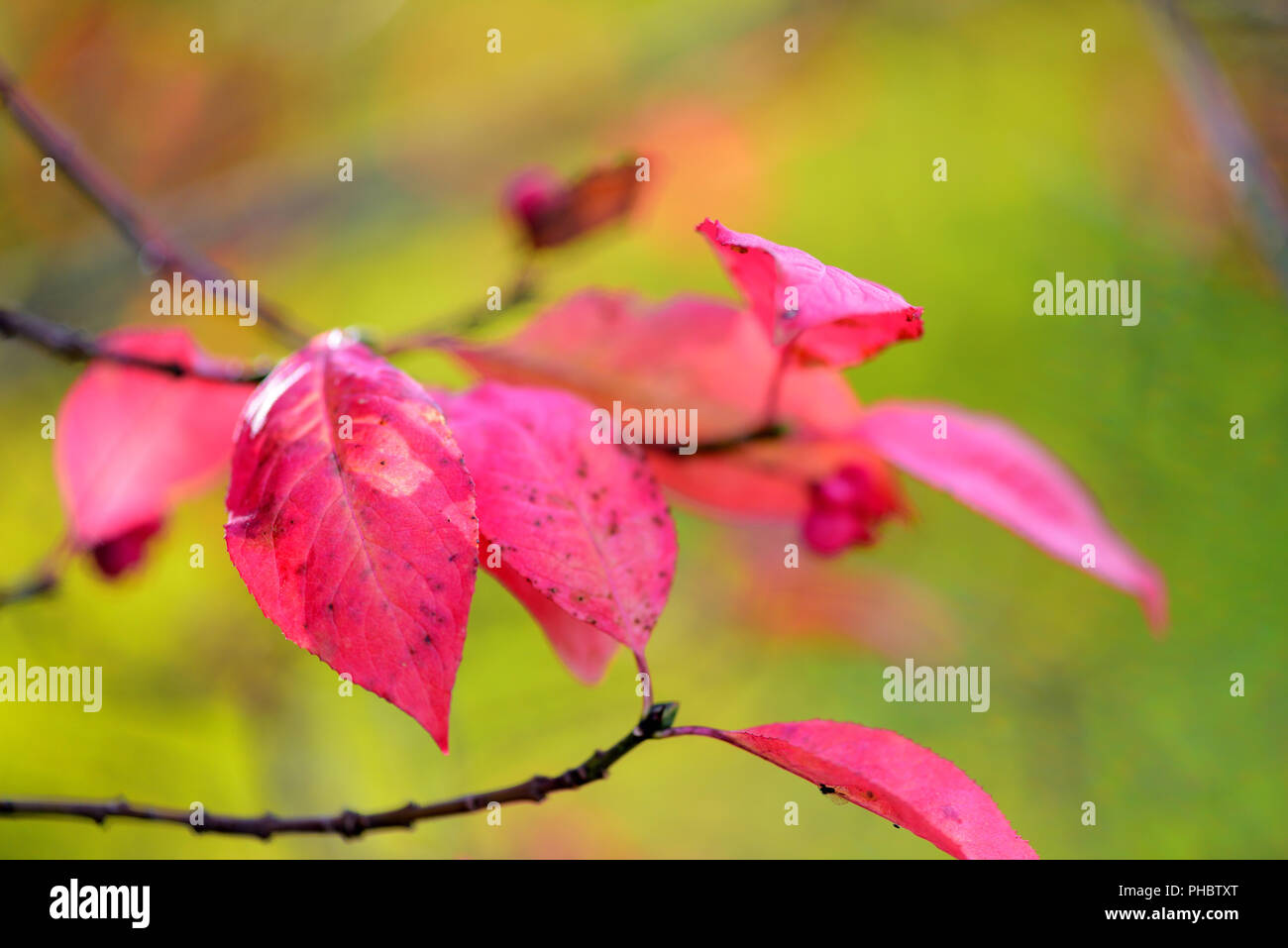 Beautiful autumn background is with the sprig of spindle tree (Euonymus ...