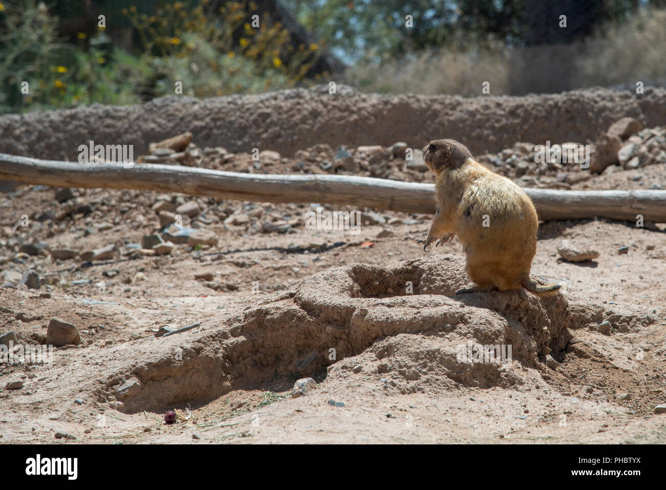 Perry dog standing up Stock Photo - Alamy