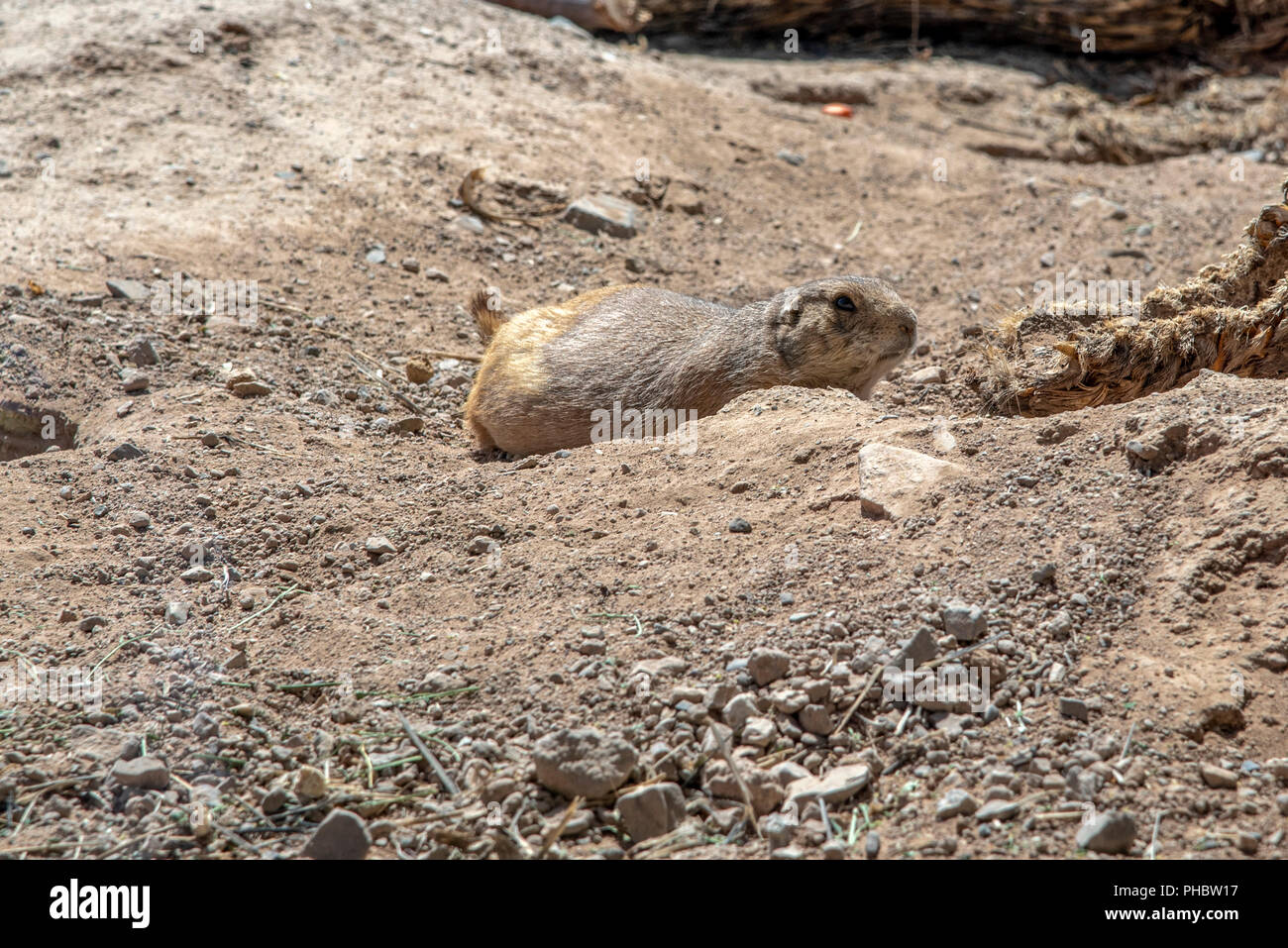 Perry dog hiding Stock Photo - Alamy