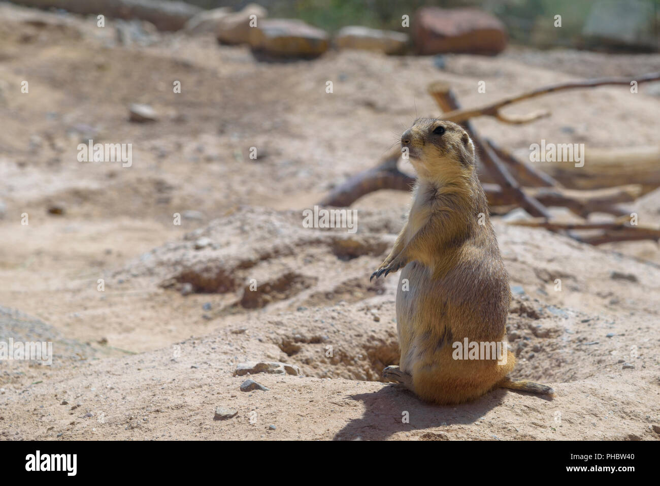 Perry dog standing up Stock Photo - Alamy