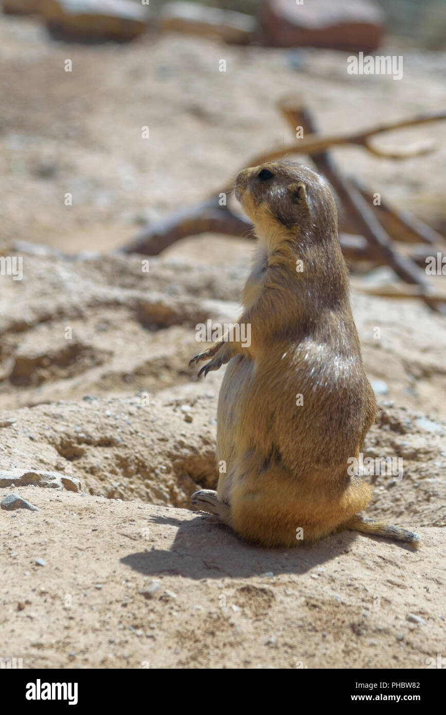 Attrition hi-res stock photography and images - Alamy