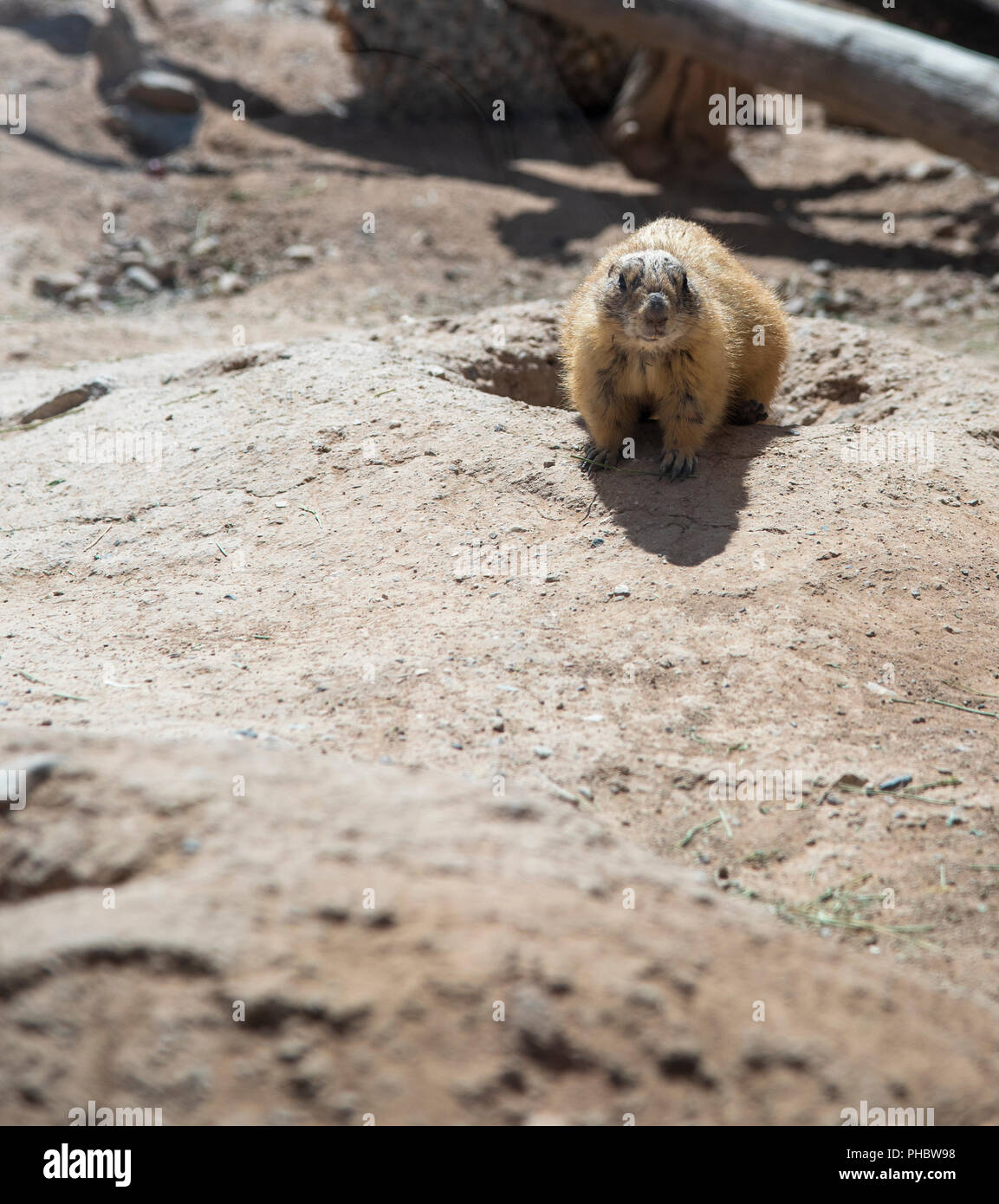 Perry dog leaving hole in ground Stock Photo - Alamy