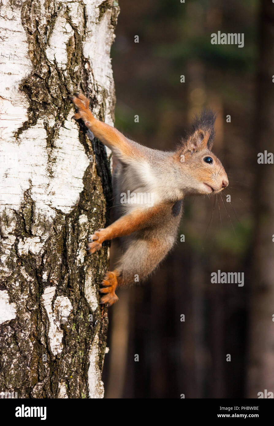 Funny red squirrel hi-res stock photography and images - Alamy
