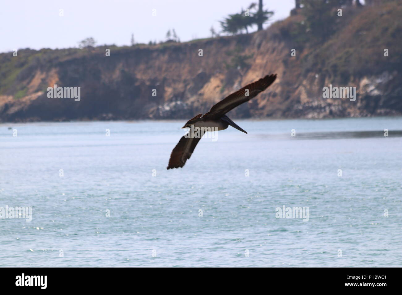 Pelican in flight Stock Photo - Alamy