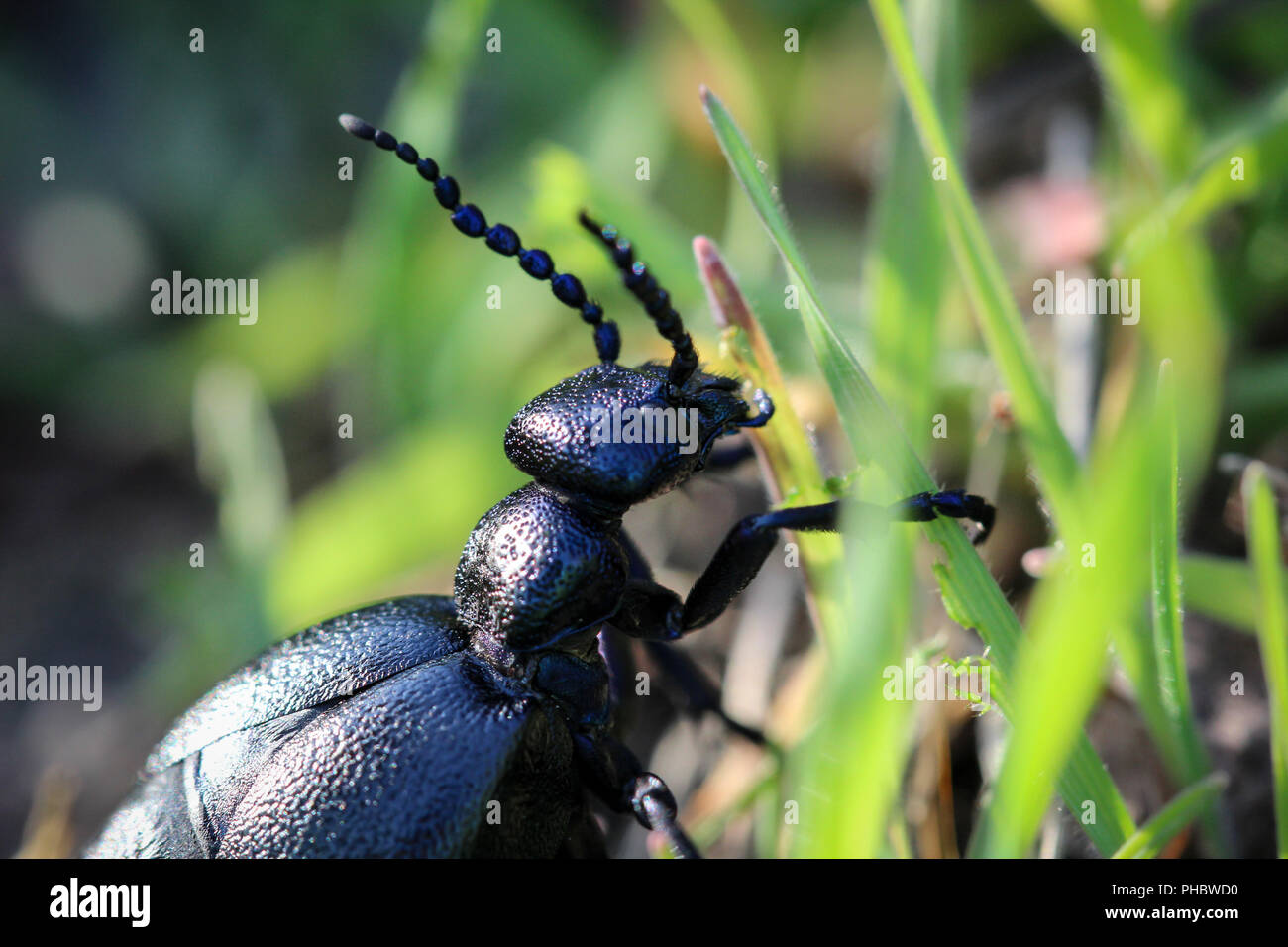 Black Blue beetle in nature, animals, beetle Stock Photo - Alamy