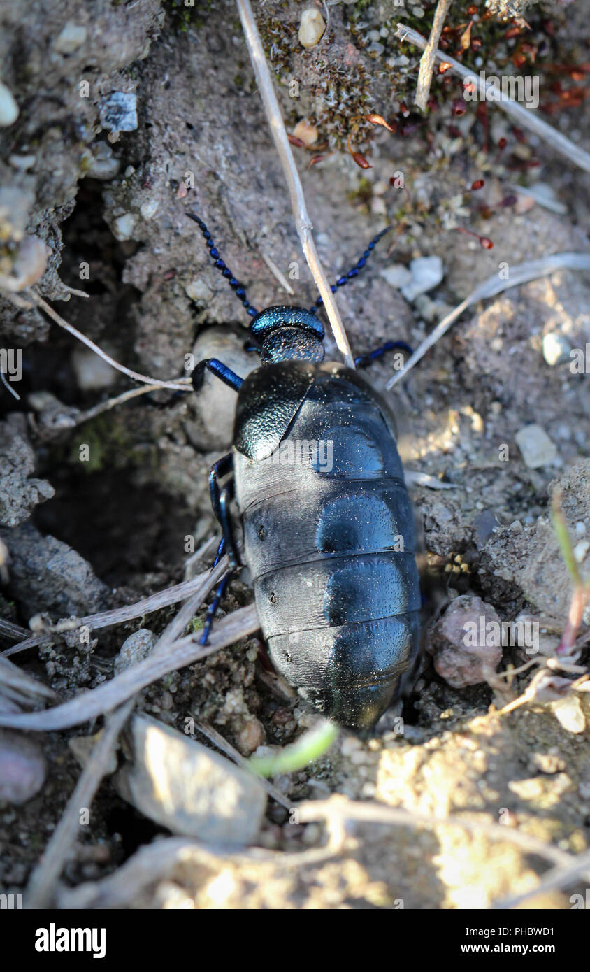 Blue beetle hi-res stock photography and images - Alamy