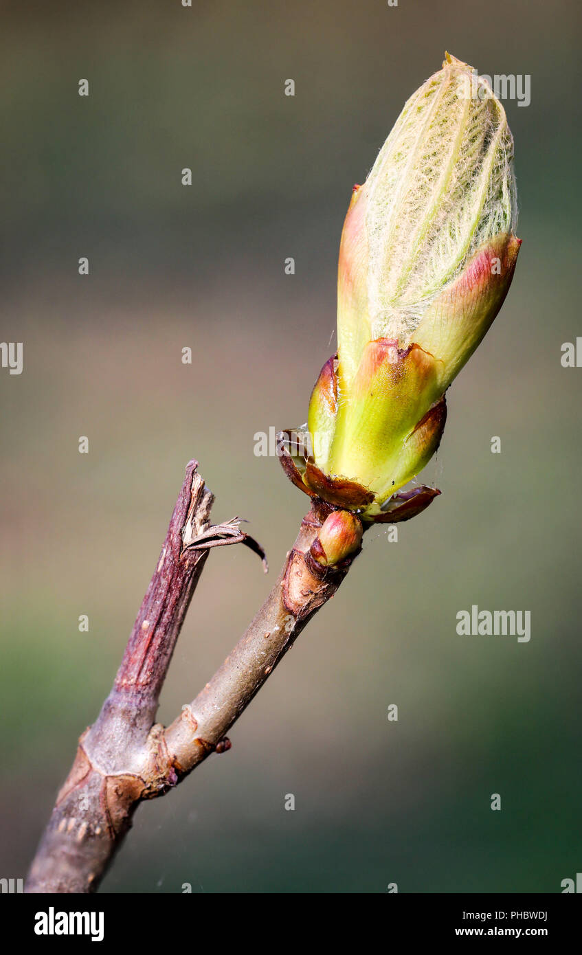 Young shoots in trees, nature, spring Stock Photo - Alamy