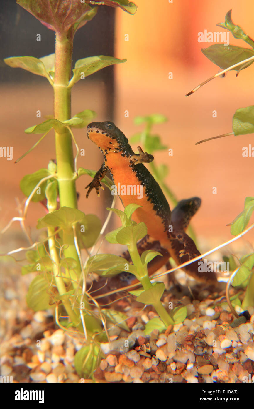 Apine plants hi-res stock photography and images - Alamy