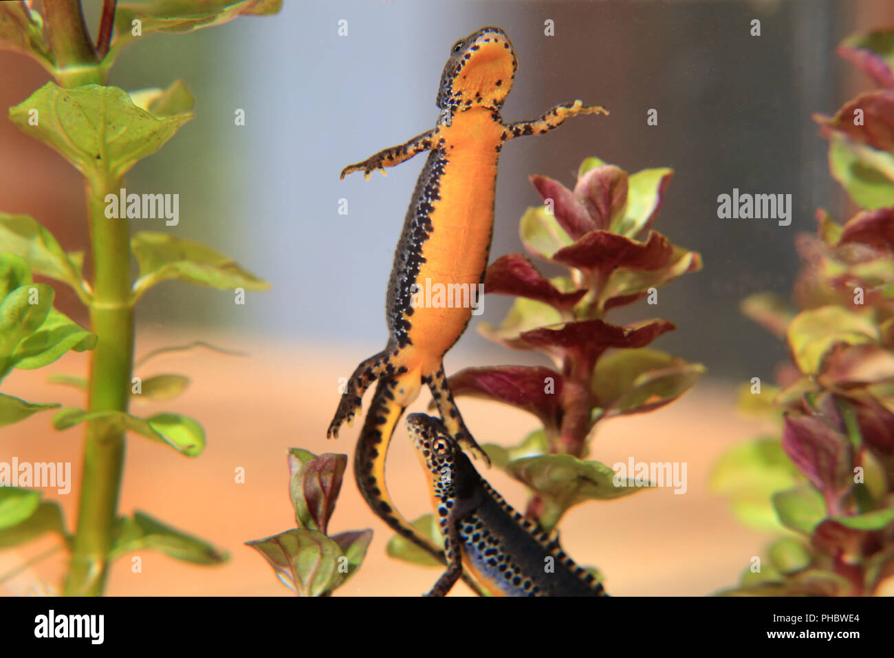 Female newt hi-res stock photography and images - Alamy