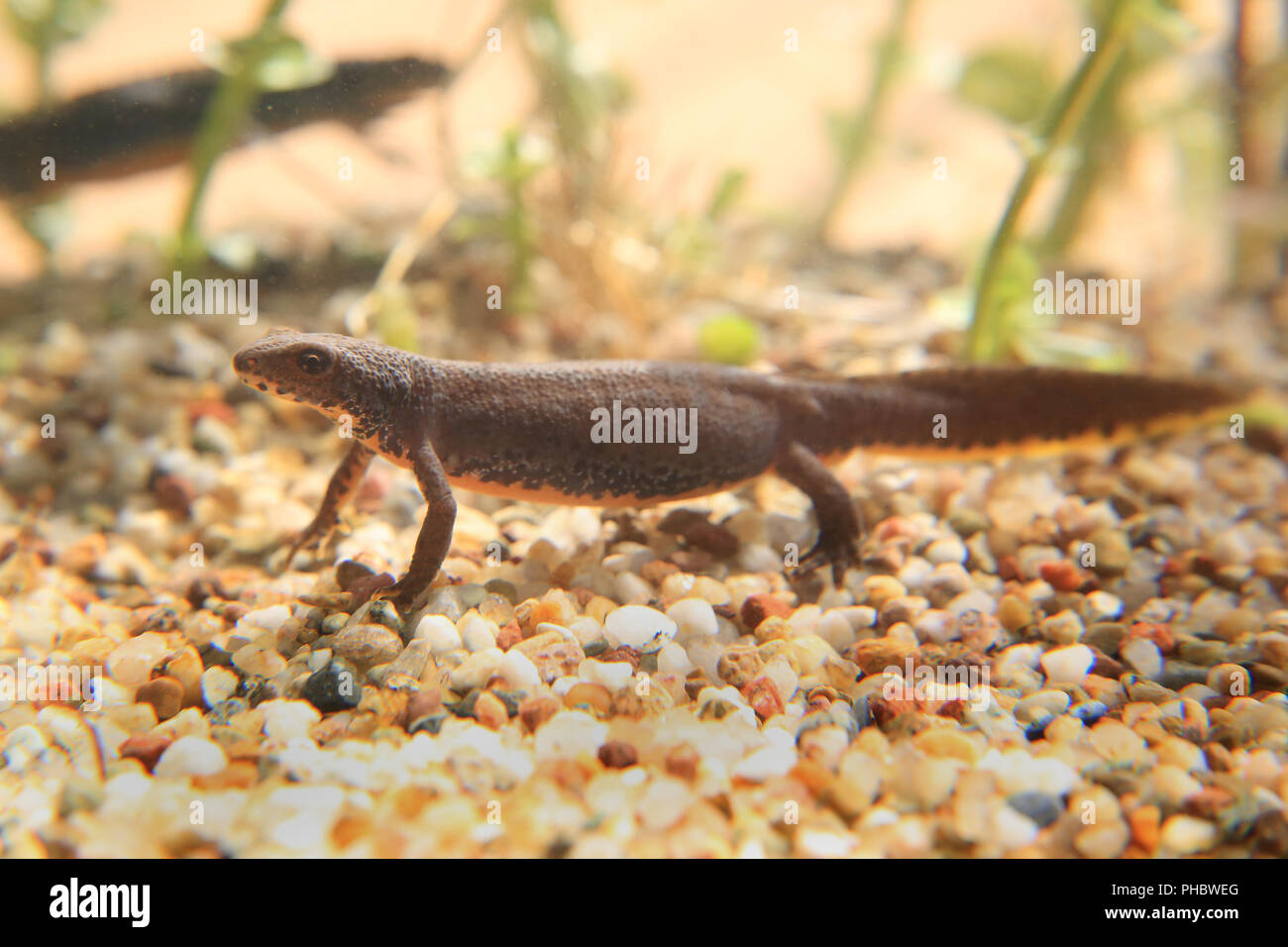 Female alpine newt, triturus alpestris Stock Photo - Alamy