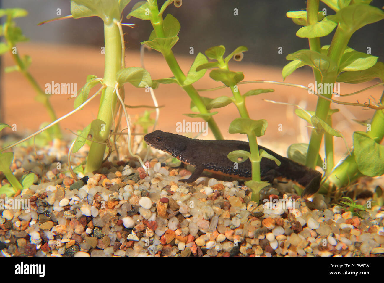 Female alpine newt with spawn, triturus alpestris Stock Photo - Alamy